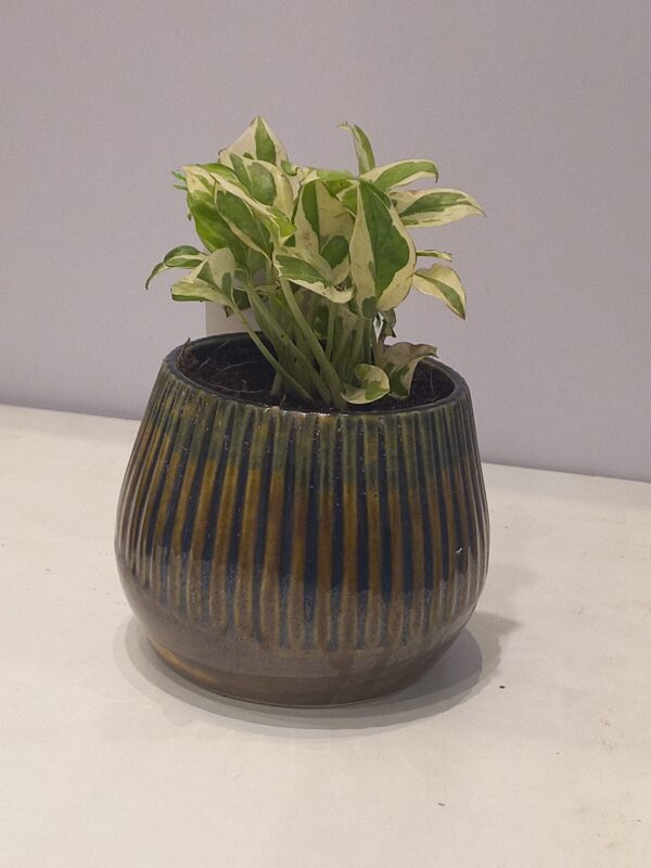 Pothos plant in porcelain pot